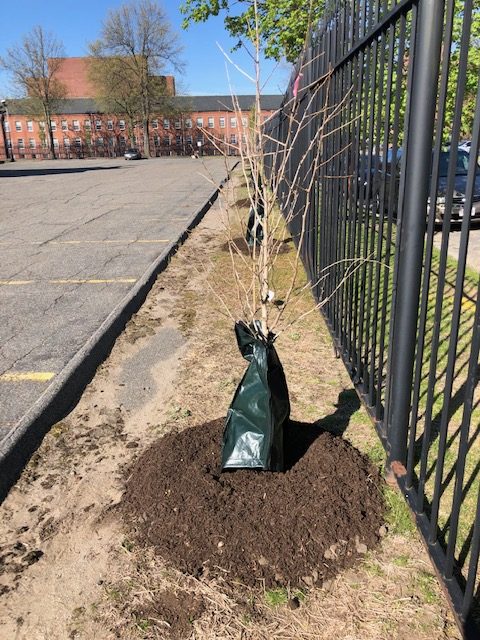 Thank you to Greening the Gateway Cities - Springfield Technology Park